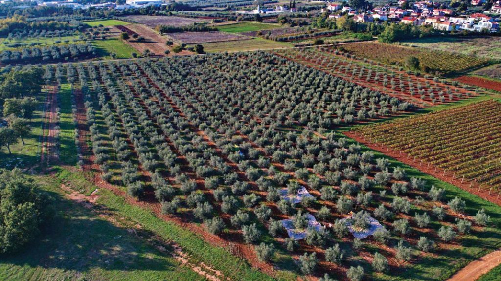 Za maslinike Oliveri ulja najbolje gnojivo – Plantella – Maslinar