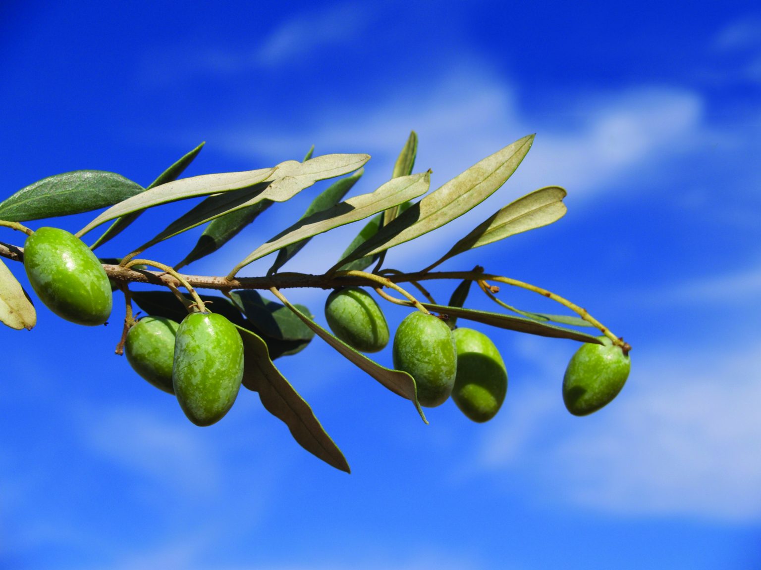 Picholine Marocaine odlično podnosi sušu – Maslinar